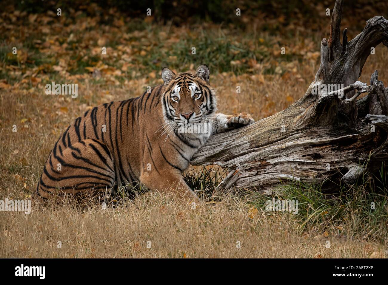 Tiger playing and posing in Fall color Stock Photo - Alamy
