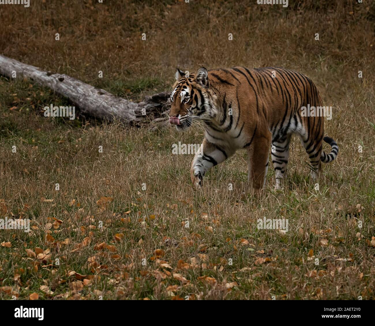 Tiger playing and posing in Fall color Stock Photo - Alamy