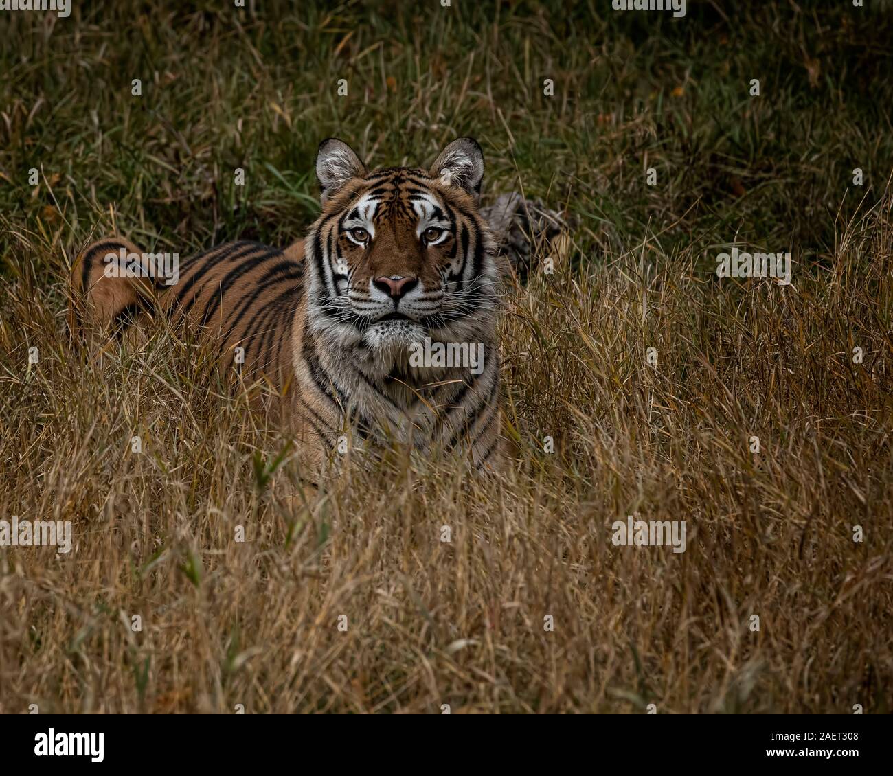 Tiger playing and posing in Fall color Stock Photo - Alamy