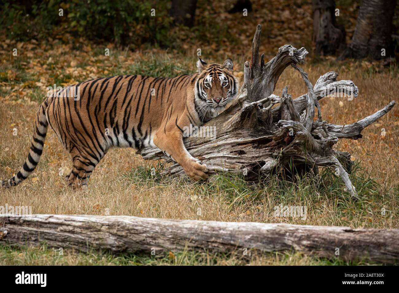 Tiger playing and posing in Fall color Stock Photo - Alamy