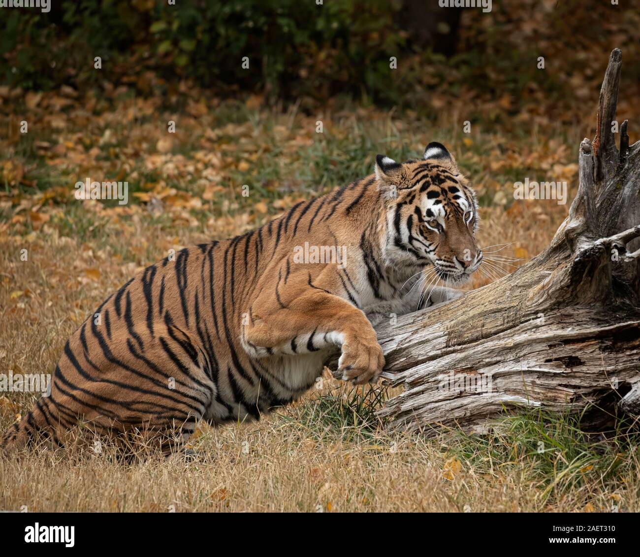 Stealthy tiger hi-res stock photography and images - Alamy