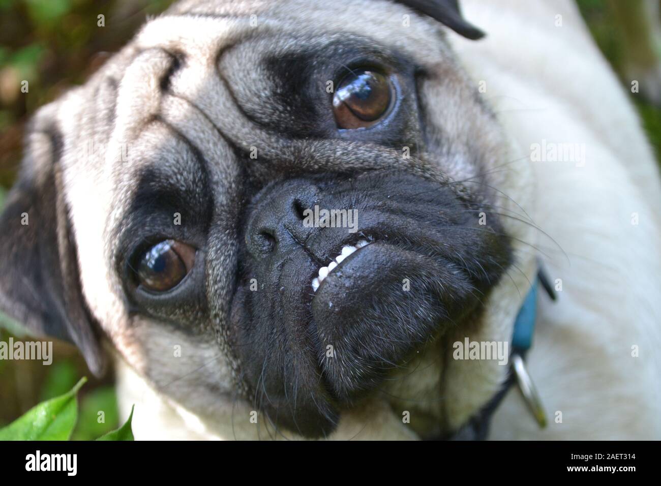 Face of pug hi-res stock photography and images - Alamy