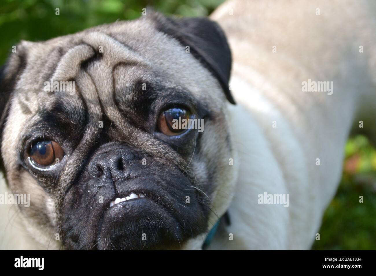 Face of pug hi-res stock photography and images - Alamy