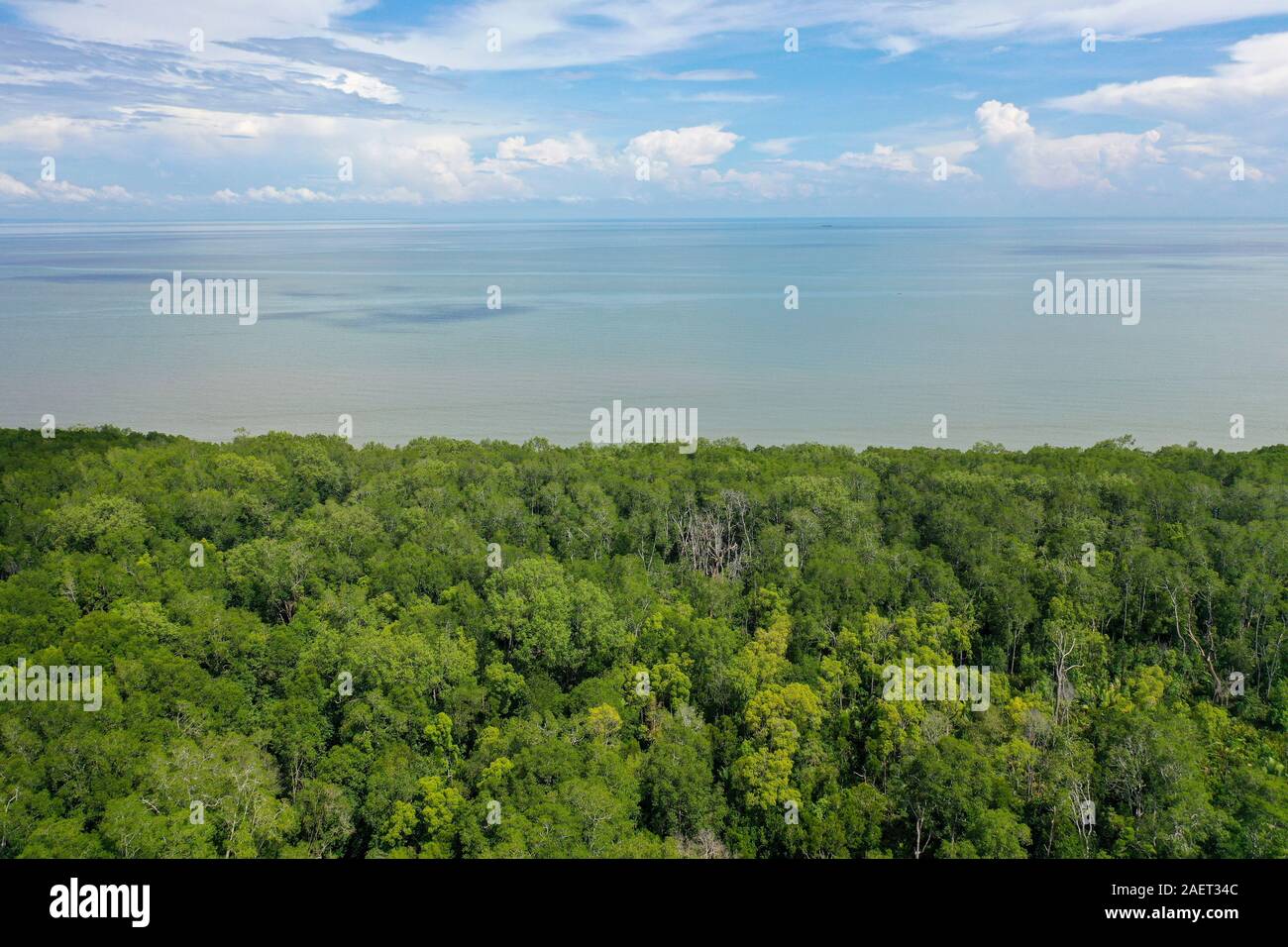 Aerial view of mangrove forest Stock Photo - Alamy