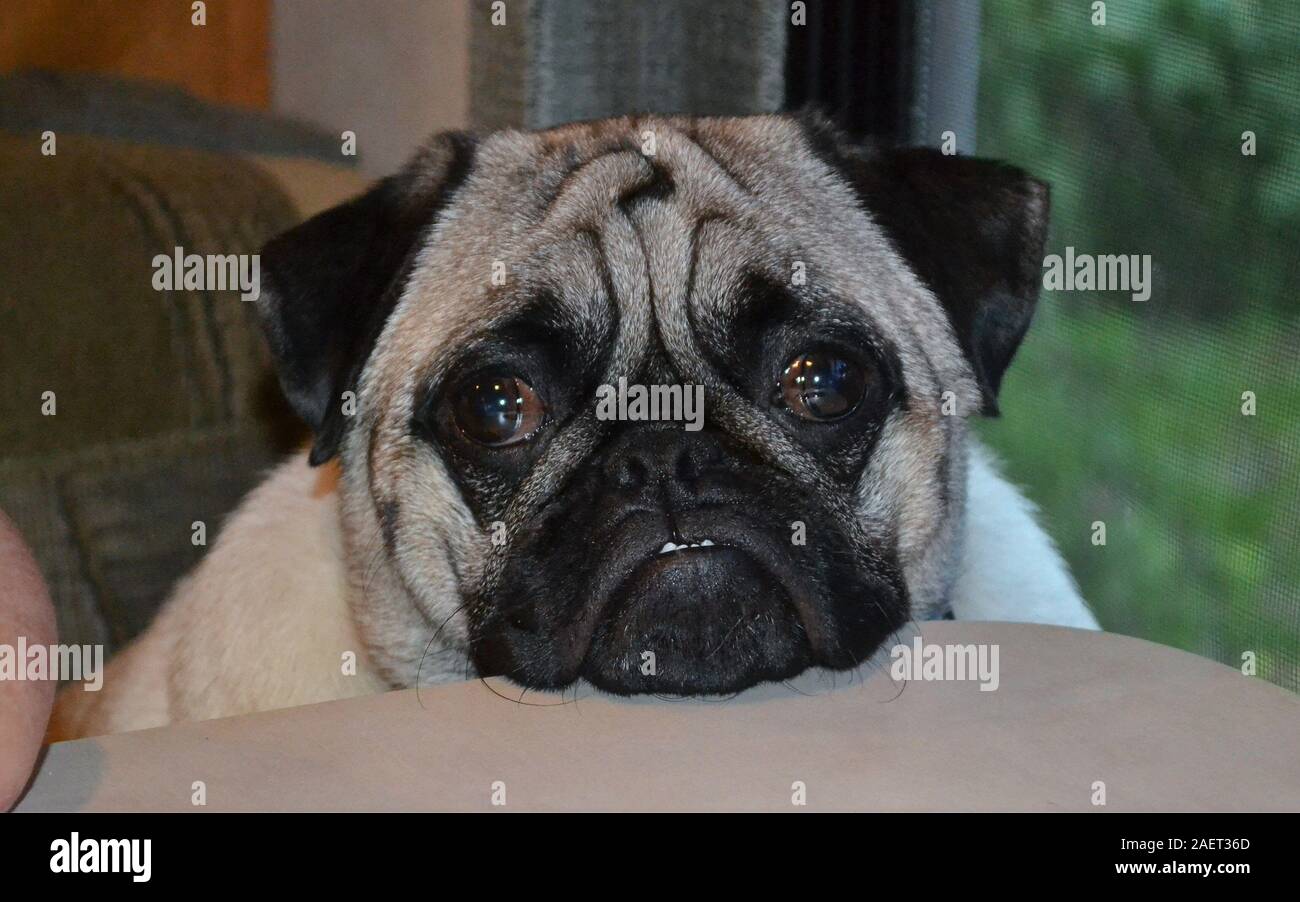Face of pug hi-res stock photography and images - Alamy