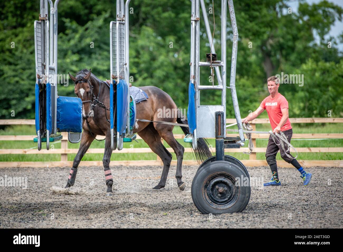 Middleham, England - A trainer guides a horse learning about racing ...
