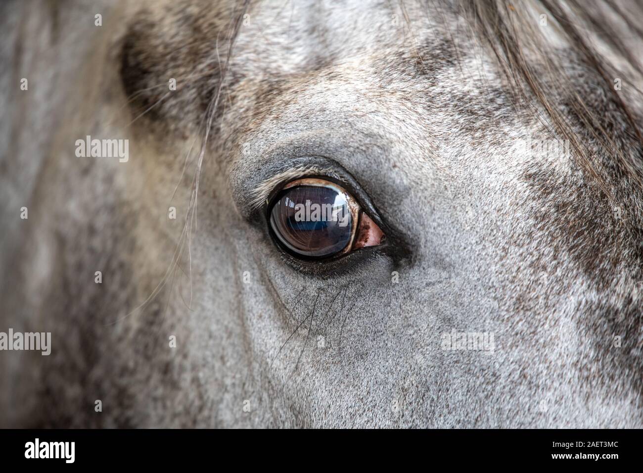 Middleham, England - A close up of a horses eye, Yorkshire, UK Stock ...