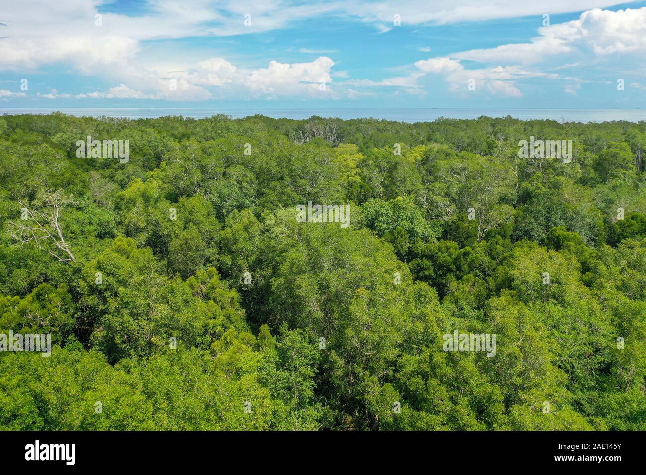 Aerial view of mangrove forest Stock Photo - Alamy