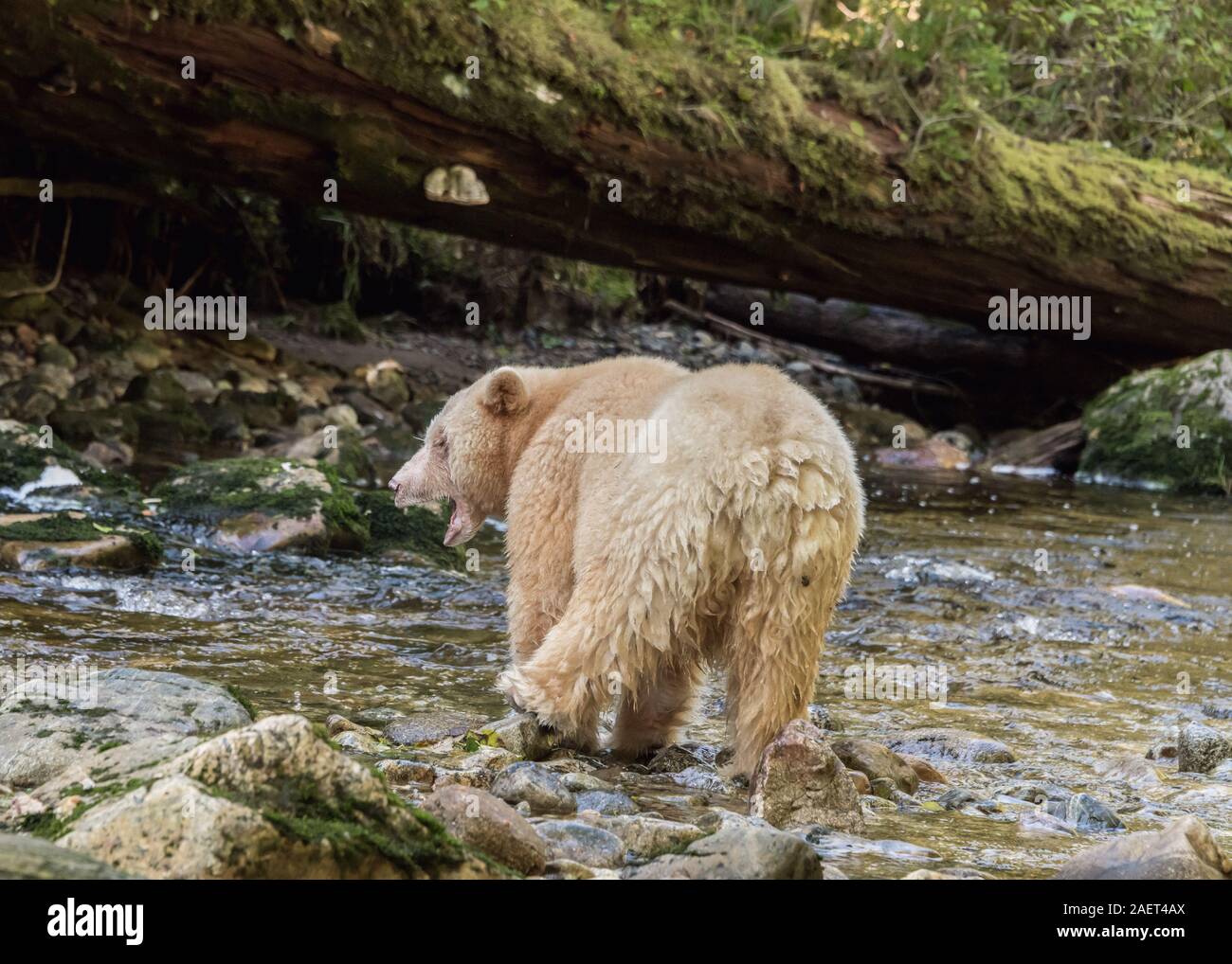 Spirit bear with open mouth, foot on rock, Gribbell Island Creek (Kwa ...