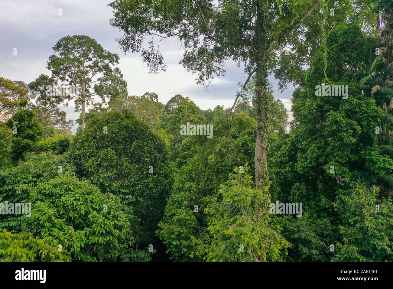 Borneo rainforest hi-res stock photography and images - Alamy