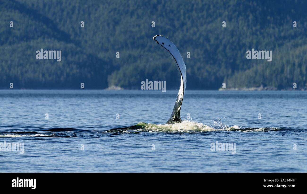 Air flipper hi-res stock photography and images - Alamy