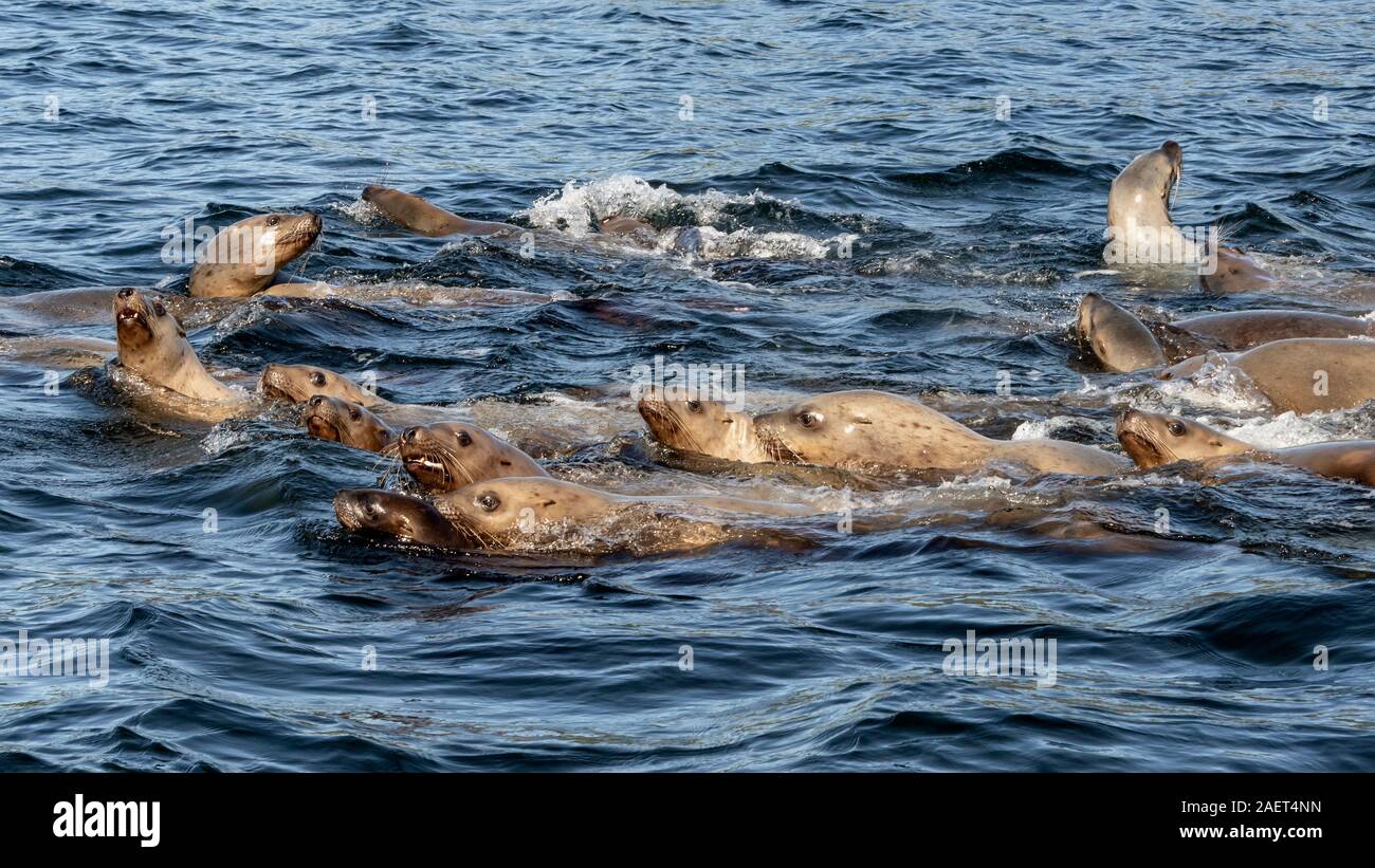 Raft of sea lions hi-res stock photography and images - Alamy