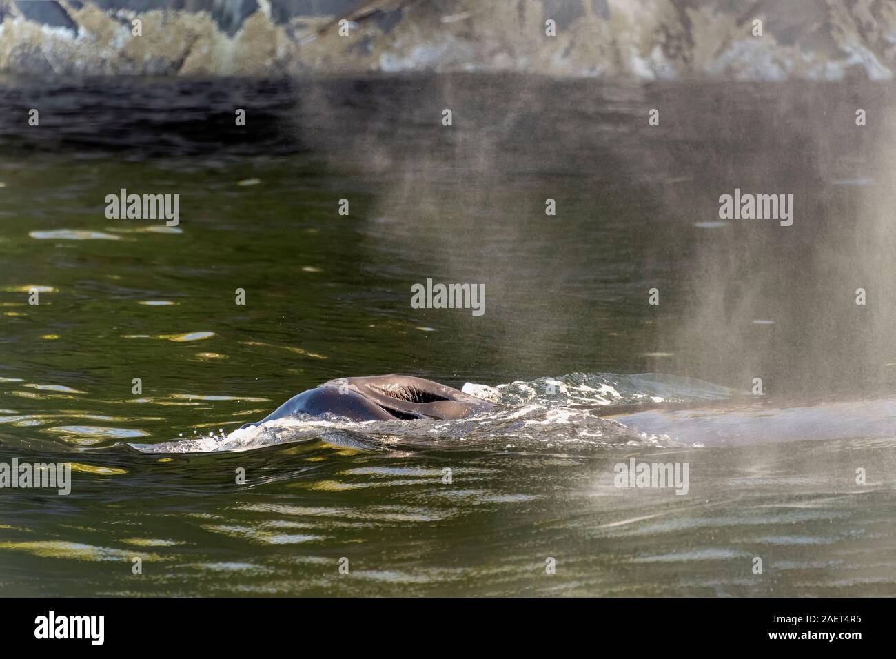 Thar she blows hi-res stock photography and images - Alamy