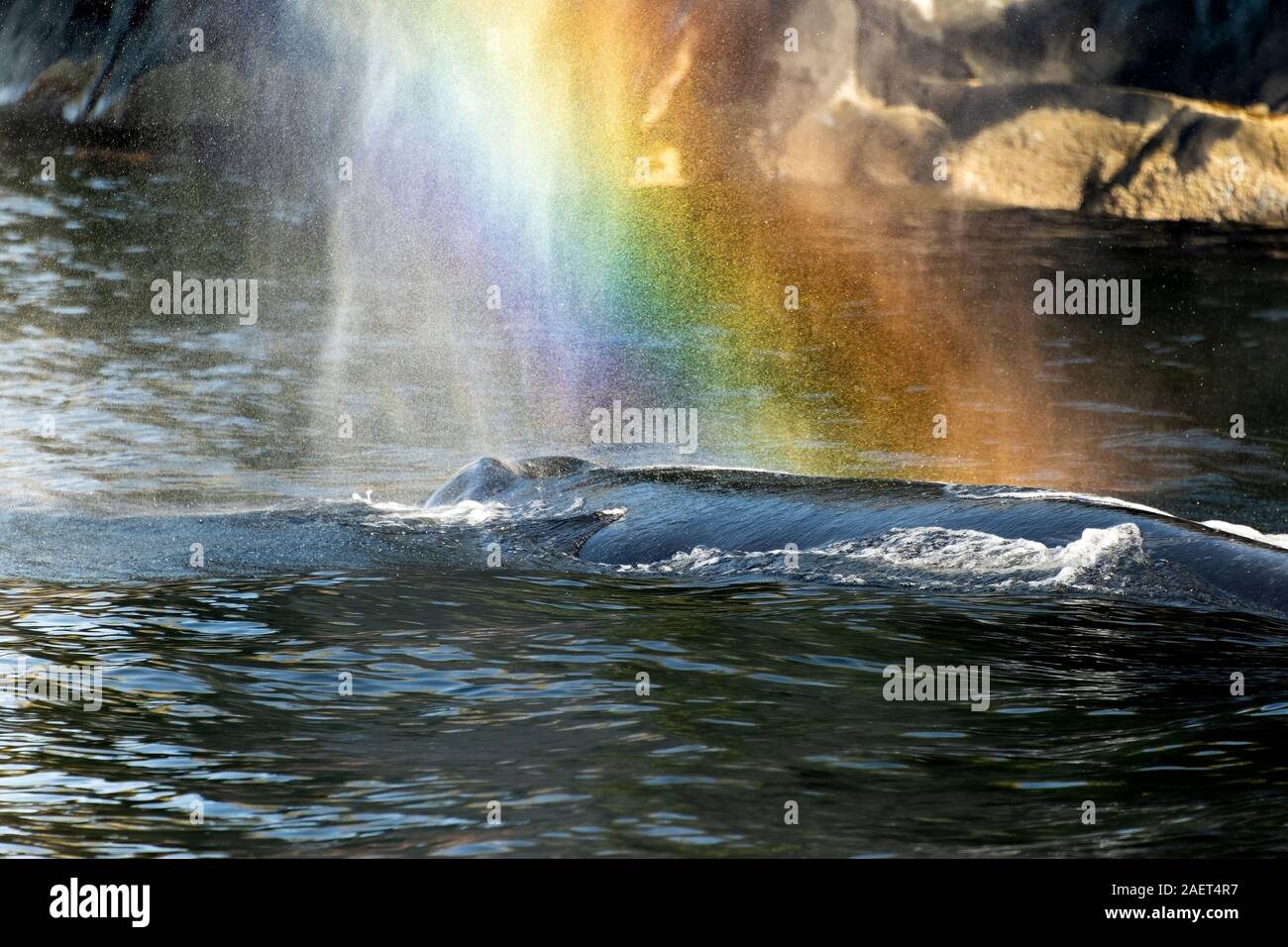 Humpback whale, blow-hole and rainbow, Whale Channel, British Columbia ...