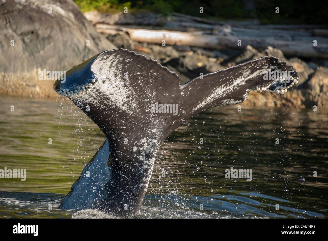 Humpback whale tail close inshore, Whale Channel, British Columbia ...
