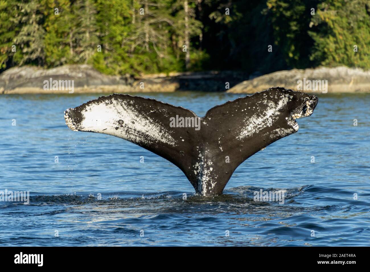 Humpback whale tail diving close inshore, Whale Channel, British ...
