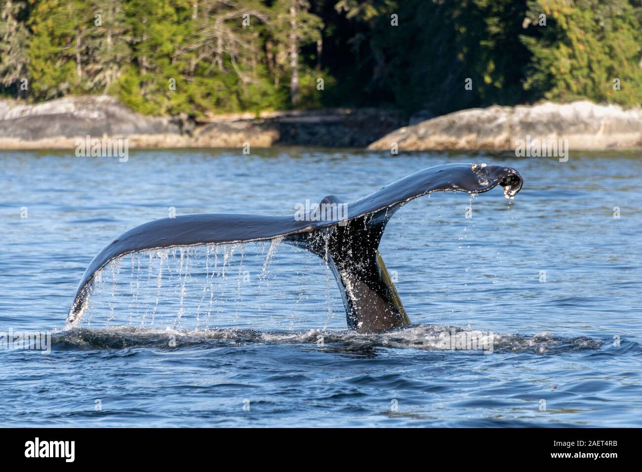 Humpback whale diving close inshore, Whale Channel, British Colulmbia ...