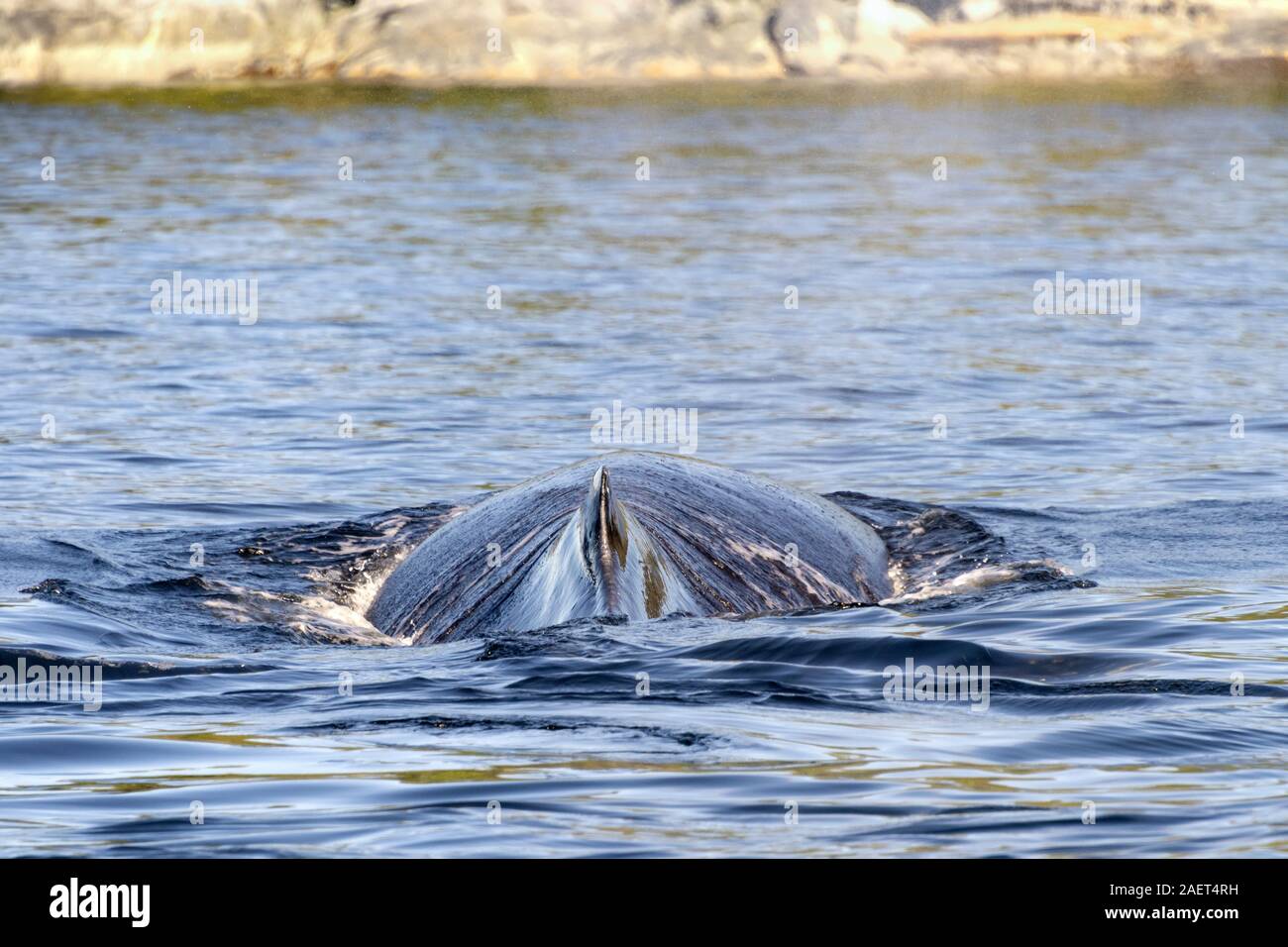 Humpback whale surfaces close inshore from under our boat, Whale ...