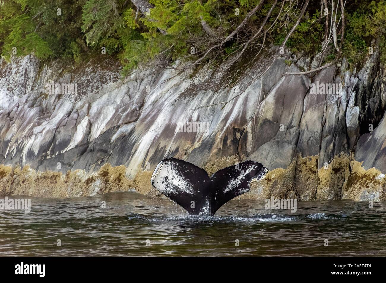 Barnacle-covered humpback whale tail, close inshore, Whale Channel ...