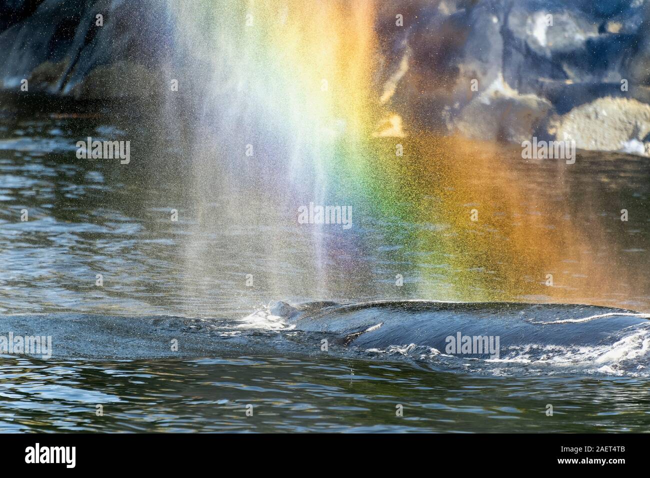Rainbow spout, humpback whale, Whale Channel, British Columbi Stock ...