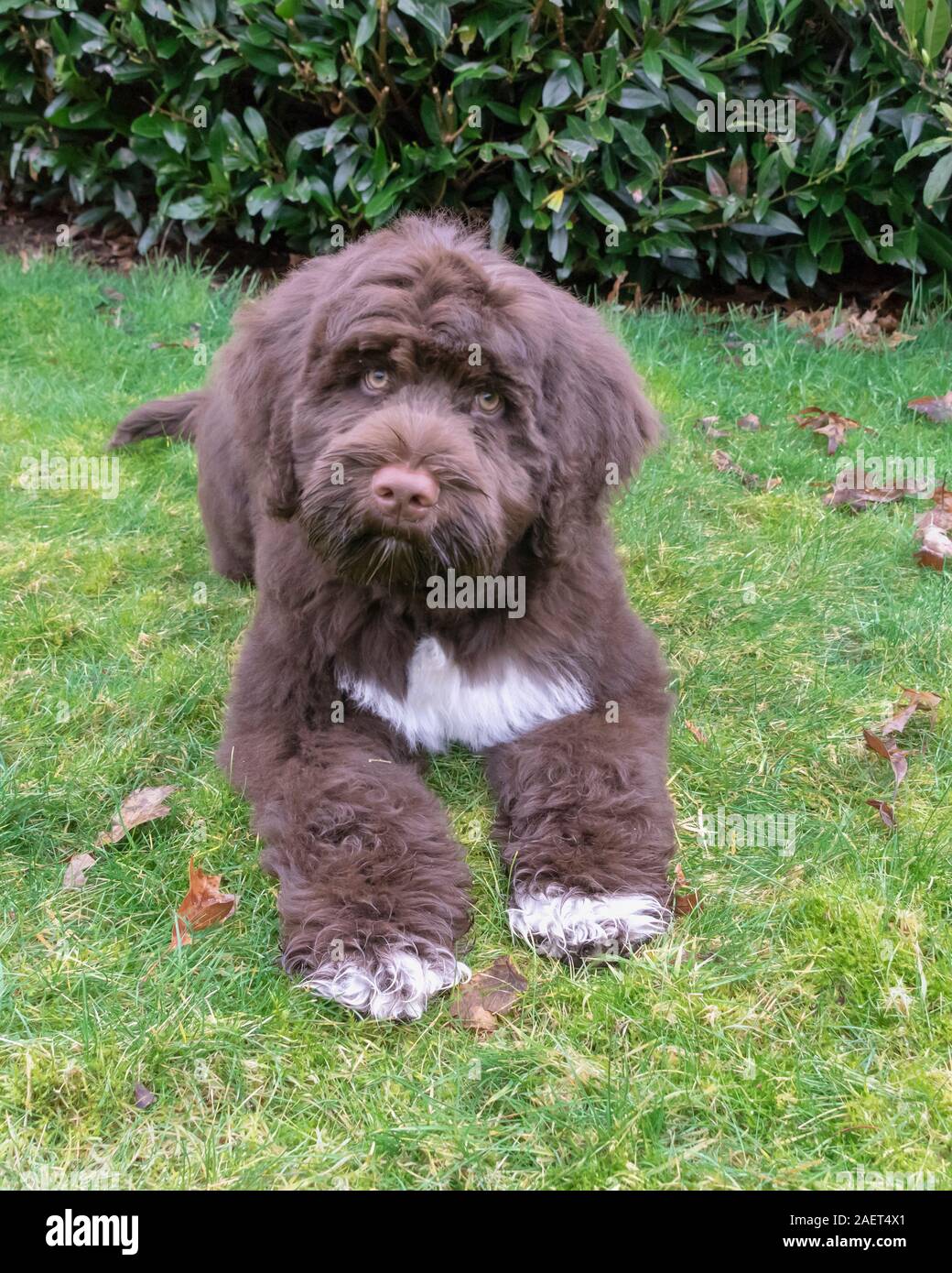 Portuguese Water Puppy at 3 and one half months Stock Photo - Alamy