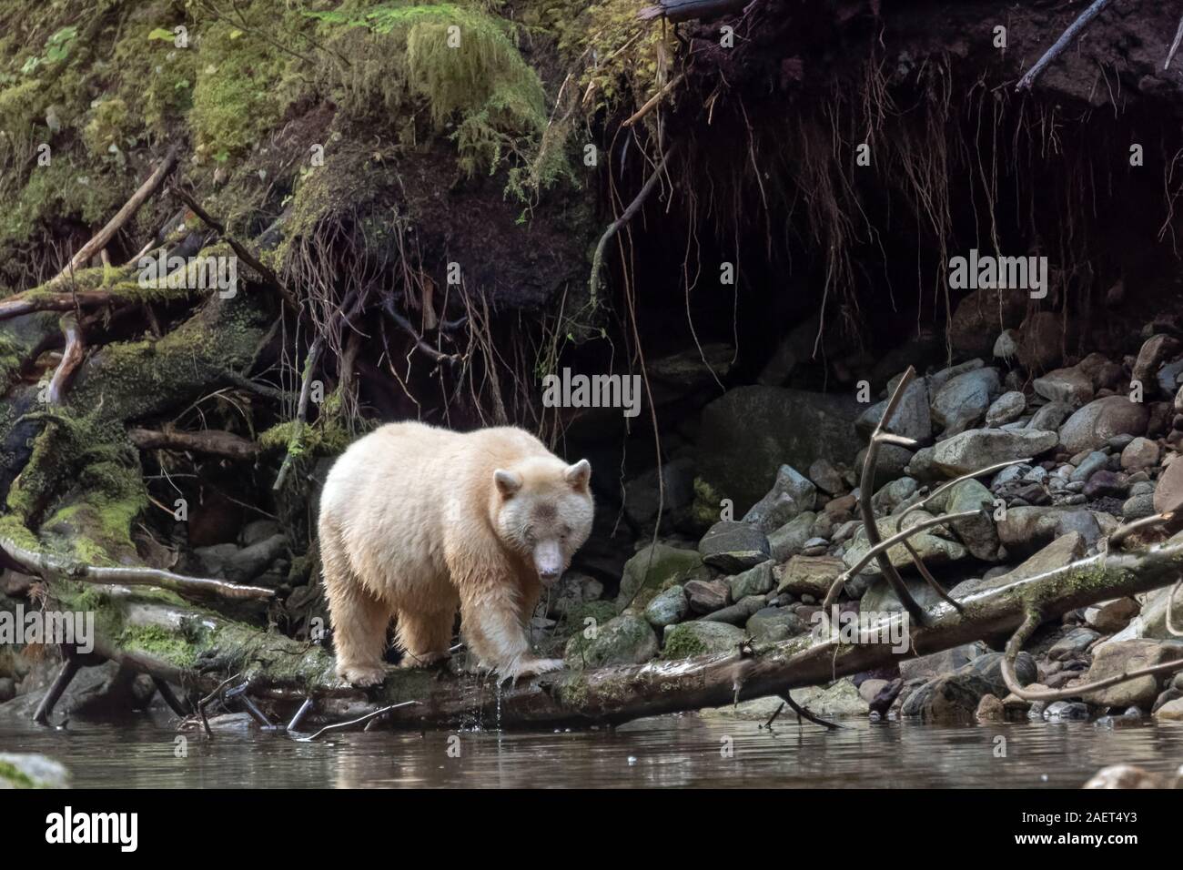 Log deadfall hi-res stock photography and images - Alamy