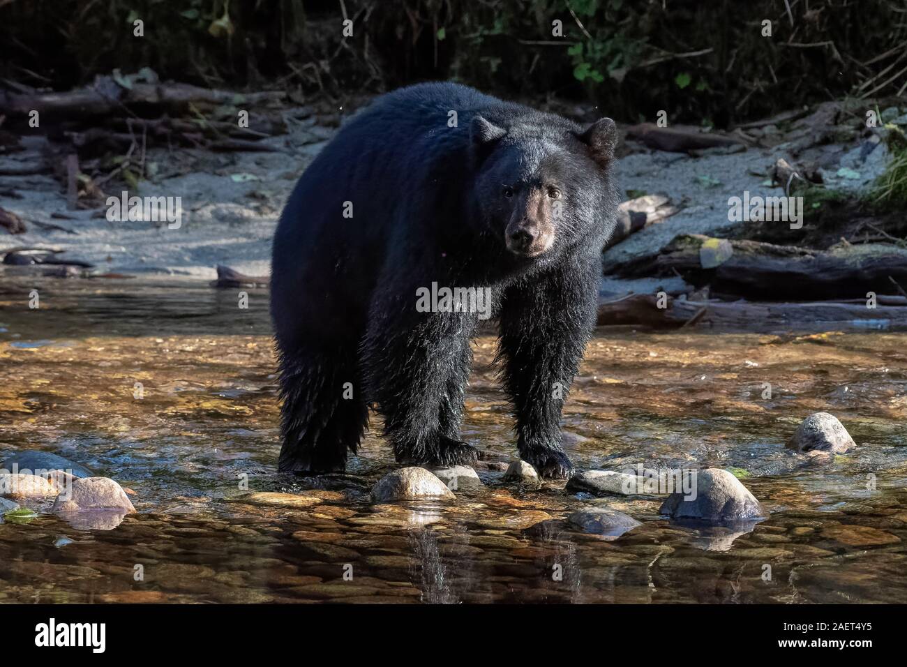 Kermode black bear standing in a salmon stream, Riordan Creek, Gribbell ...