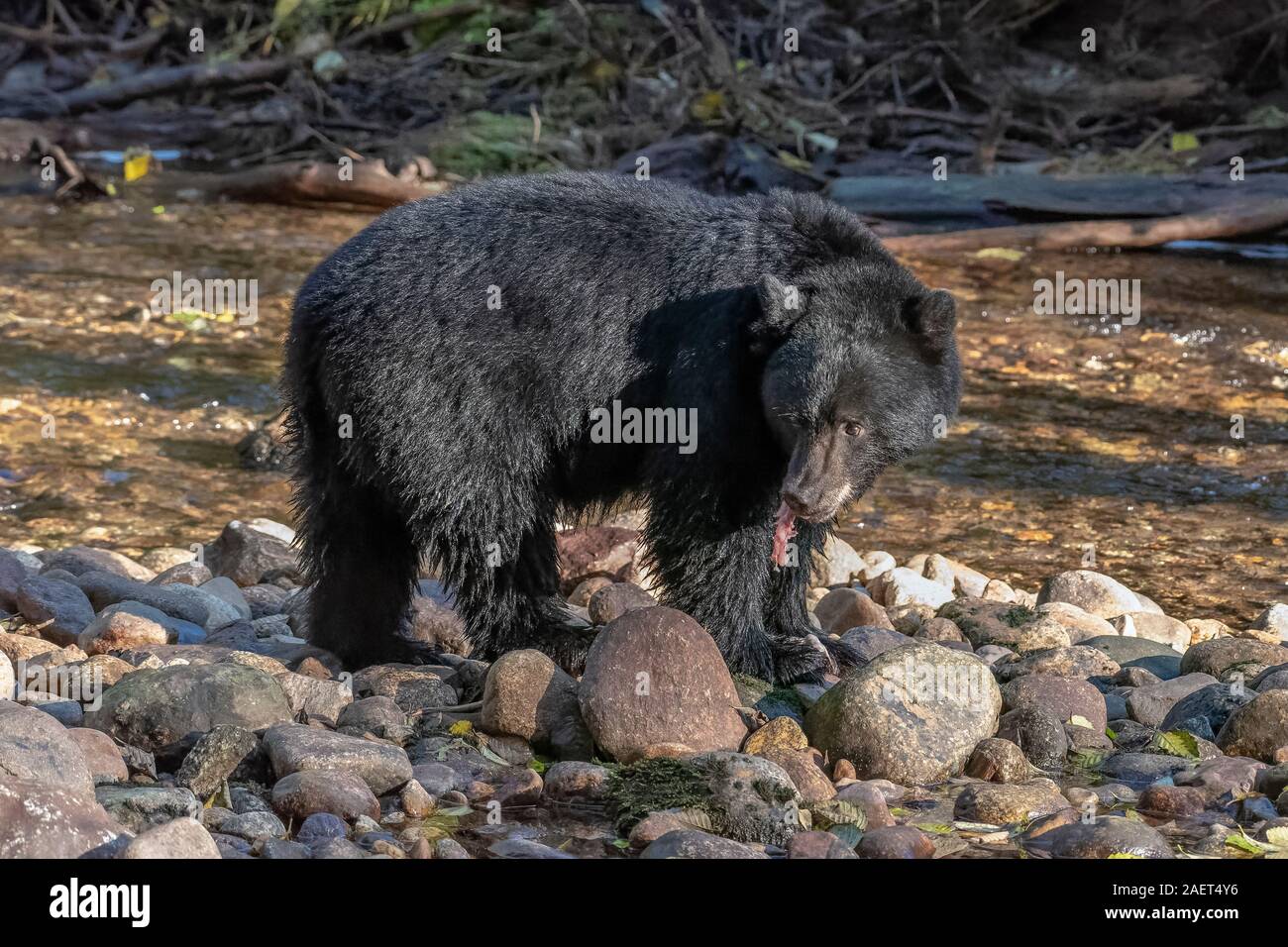 Kermode black bear eating a bit of salmon, Riordan Creek, Gribbell ...