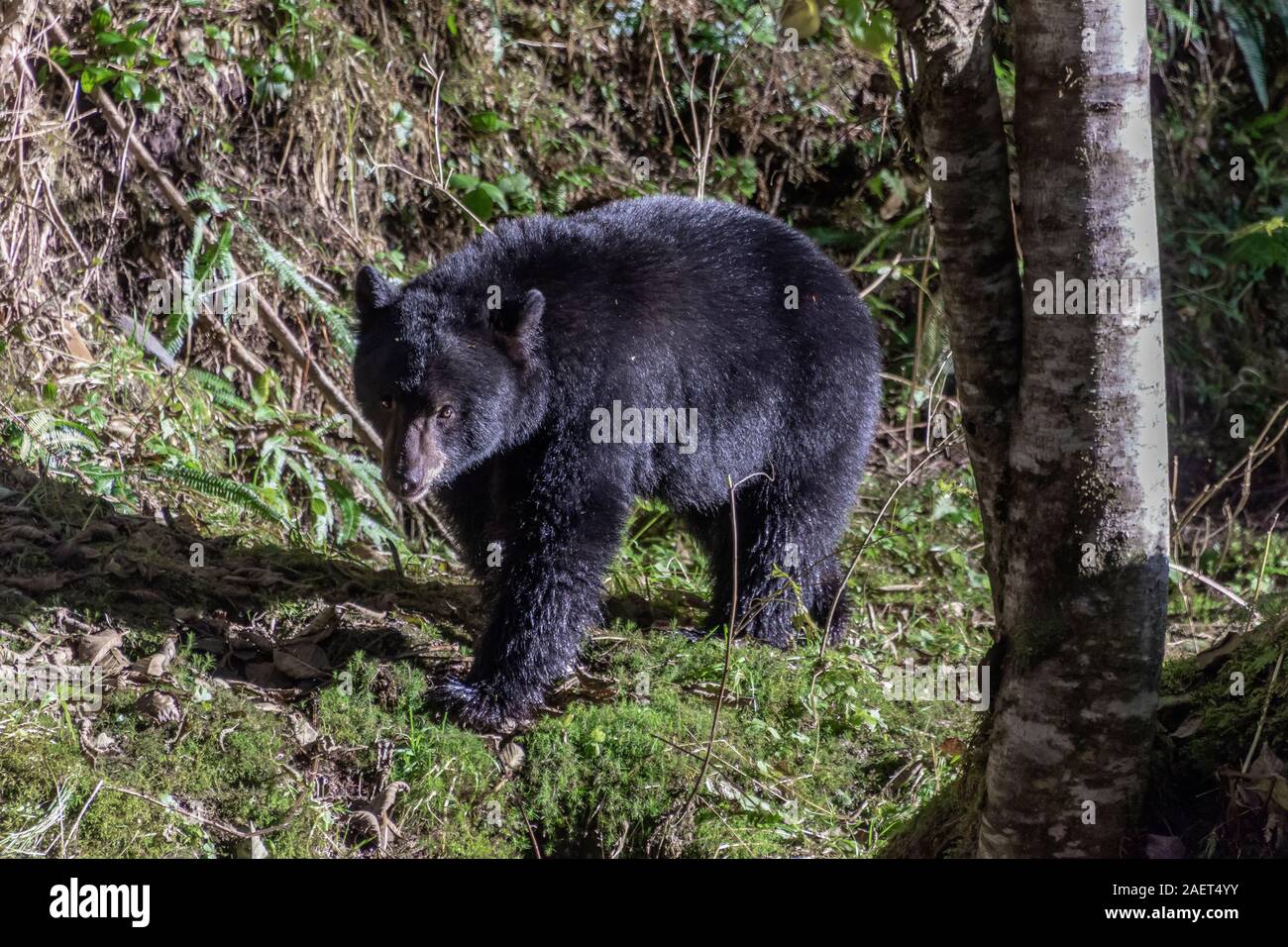 Black bear in the temperate rain forest, Gribbell Island, British ...