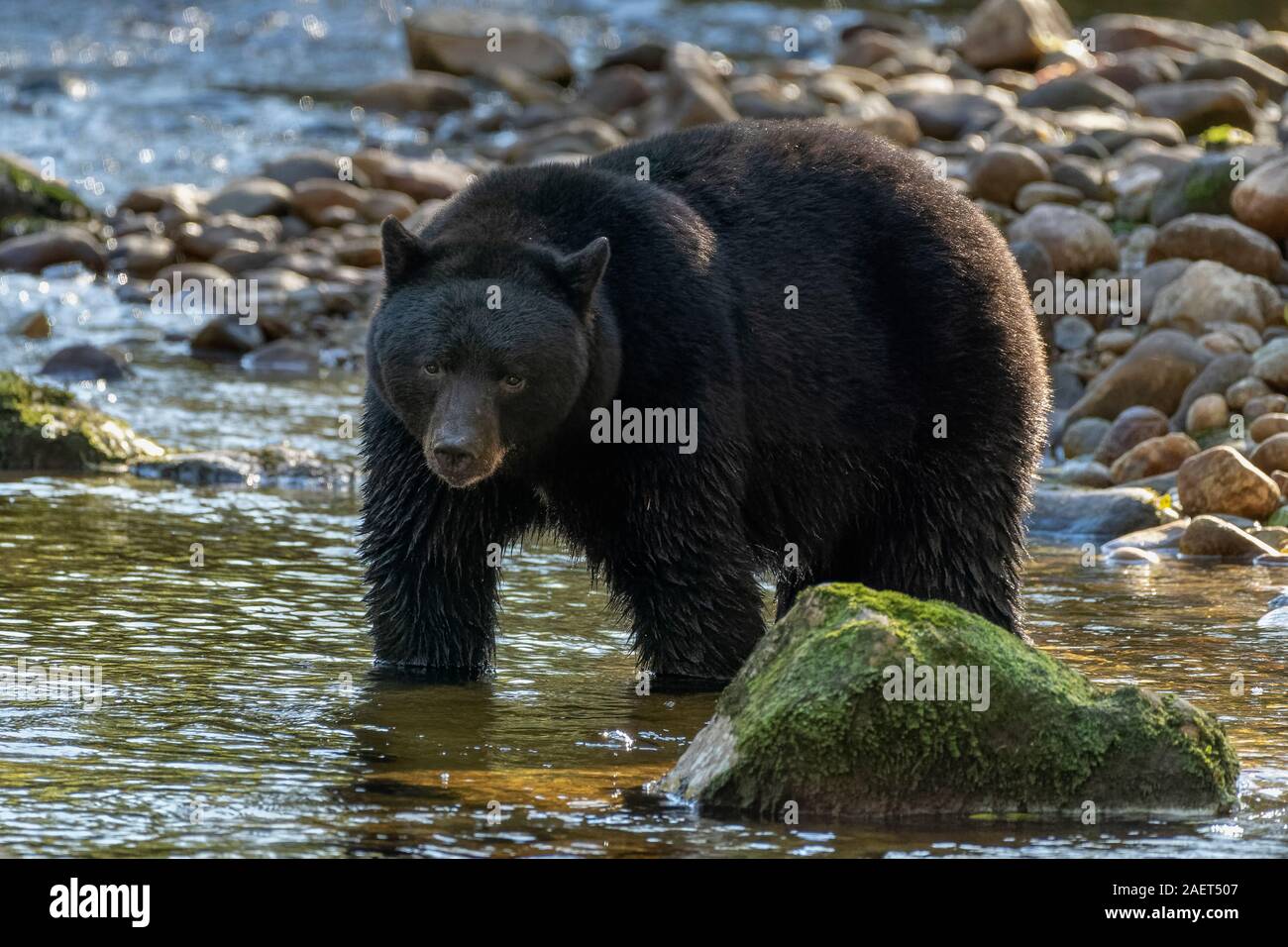 Black bear fishing hi-res stock photography and images - Alamy