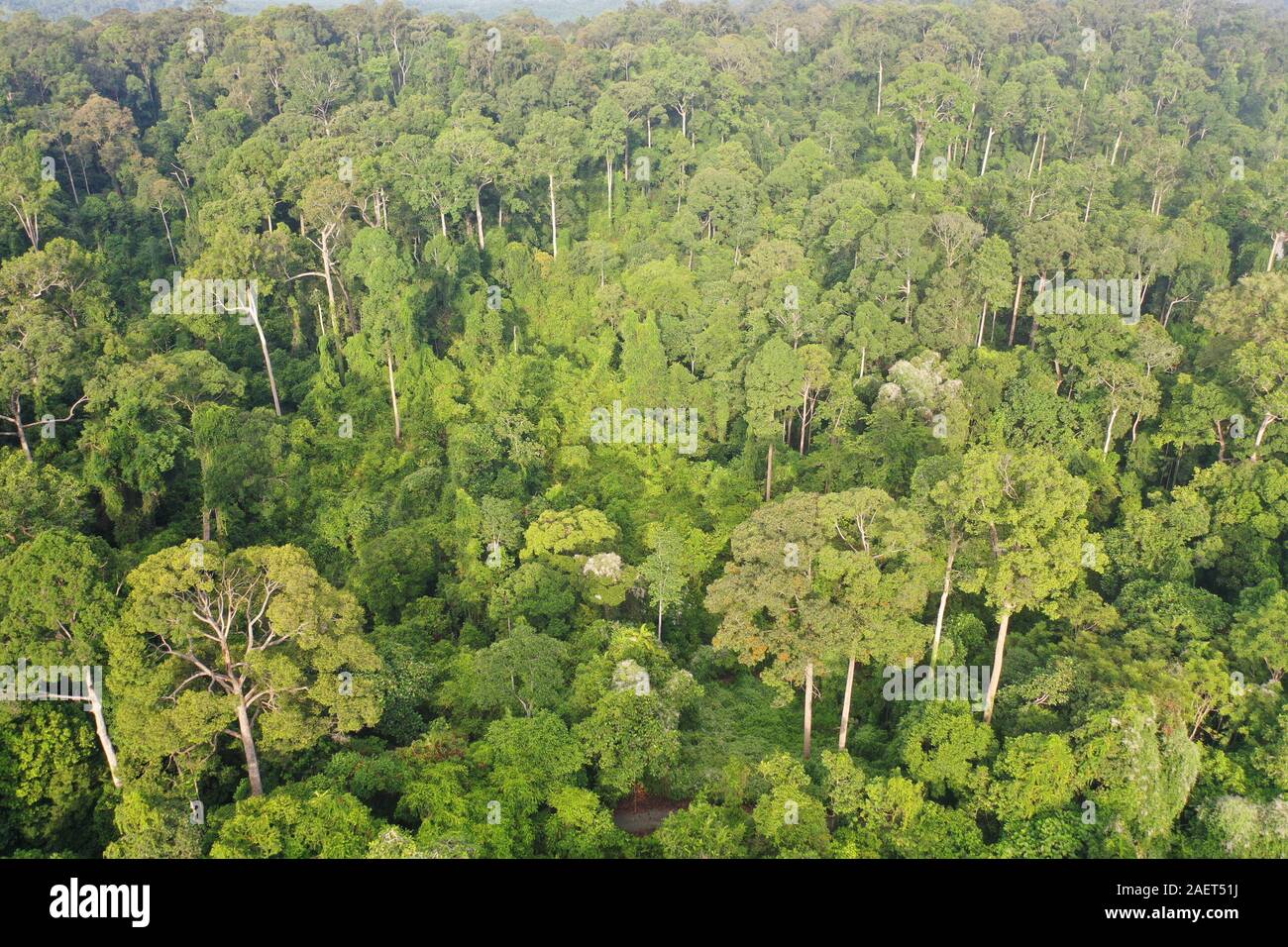 Borneo forest river aerial hi-res stock photography and images - Alamy