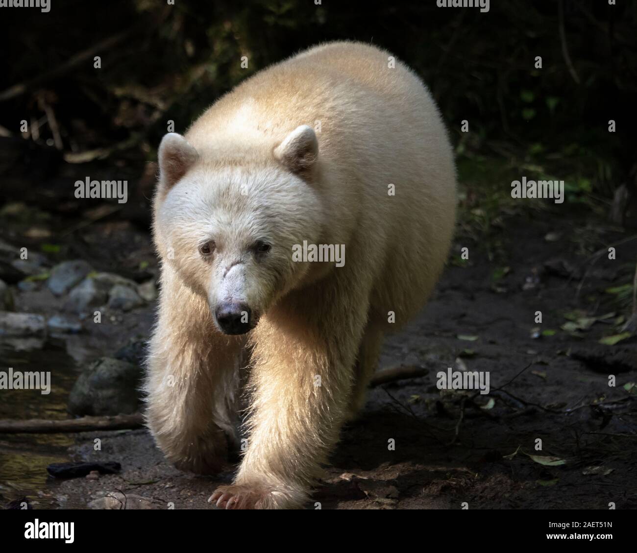 Dark variant hi-res stock photography and images - Alamy