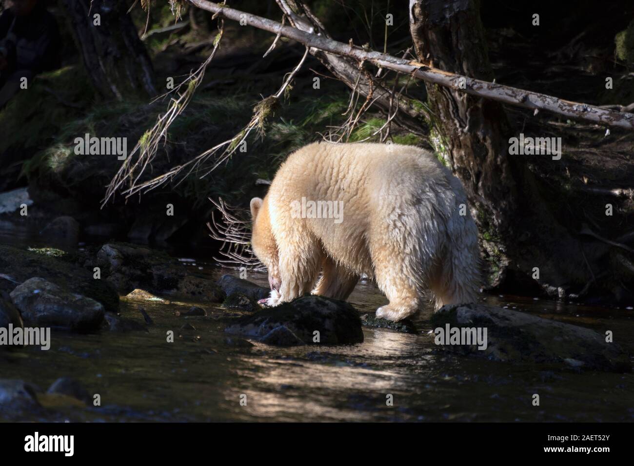 Spirit bear in a shaft of sunlight, Gribbell Island, coastal British ...