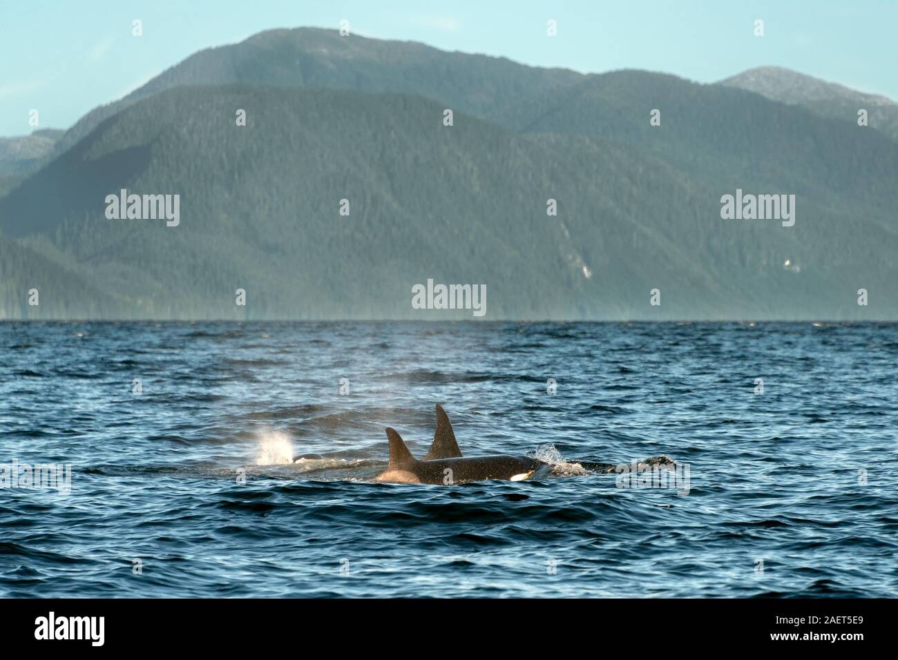 Pair of killer whales in Whale Channel, south of Hartley Bay, British ...