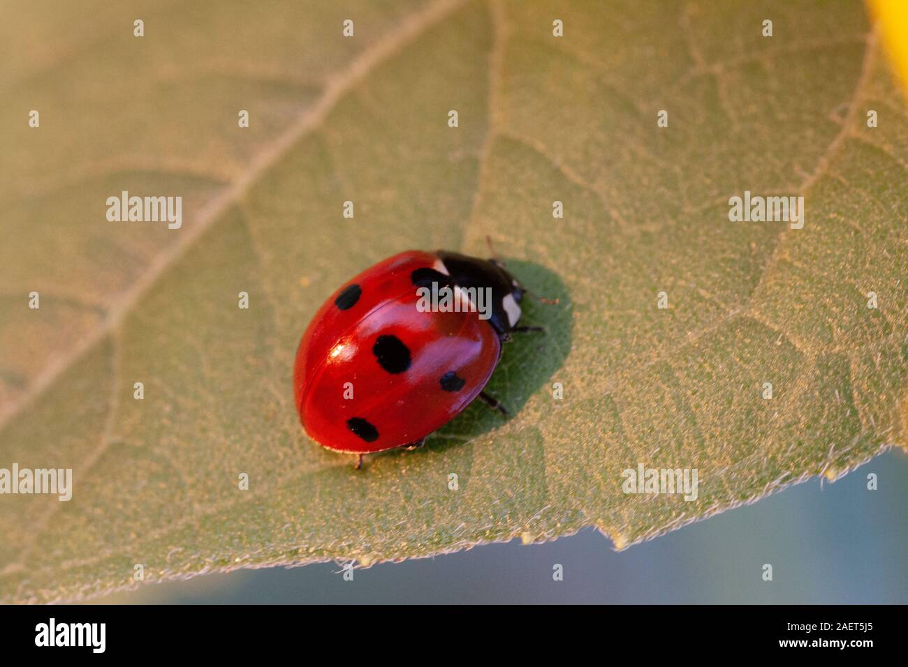 Macro of ladybug on a blade of grass in the morning sun Ladybug - bug ...