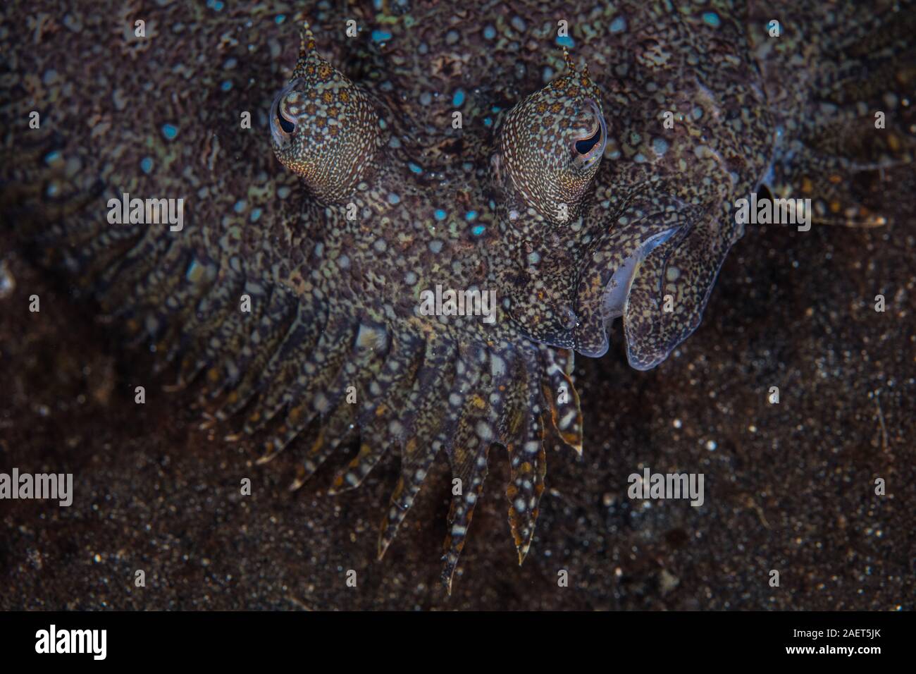 A Leopard flounder, Bothus pantherinus, lies on volcanic sand in Lembeh ...