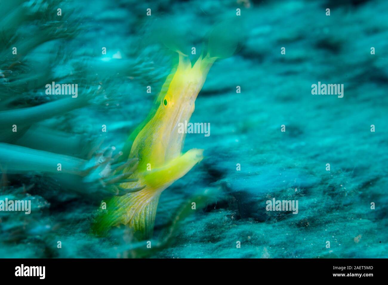 A female Ribbon eel, Rhinomuraena quaesita, opens its jaws as it looks ...