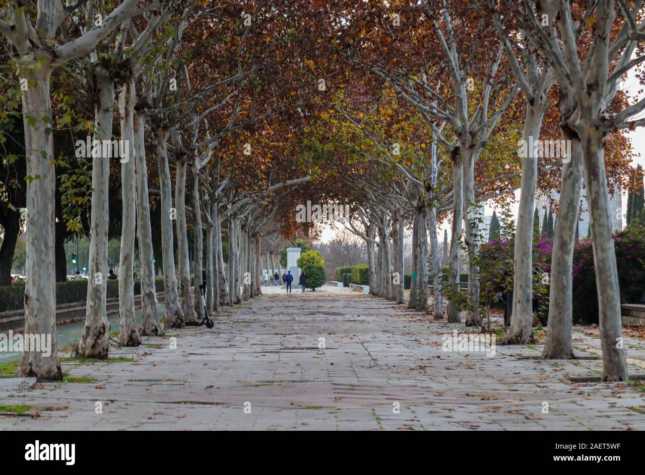 Empty promenade with red leaves during autumn Stock Photo - Alamy