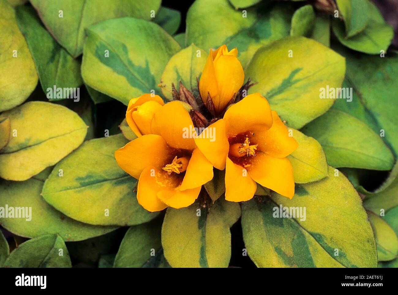 Yellow flower ground cover hi-res stock photography and images - Alamy
