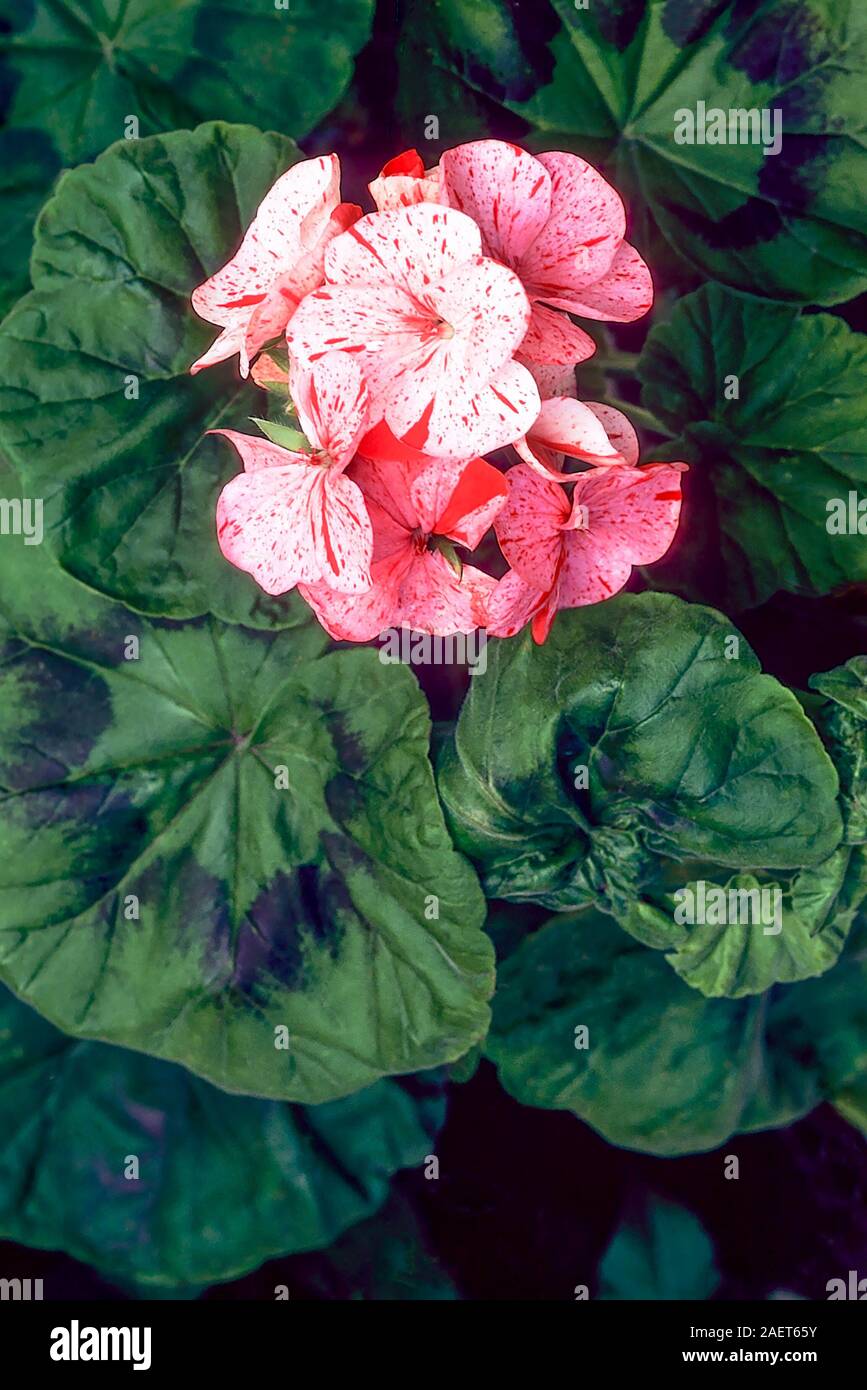 Pelargonium raspberry ripple hi-res stock photography and images - Alamy