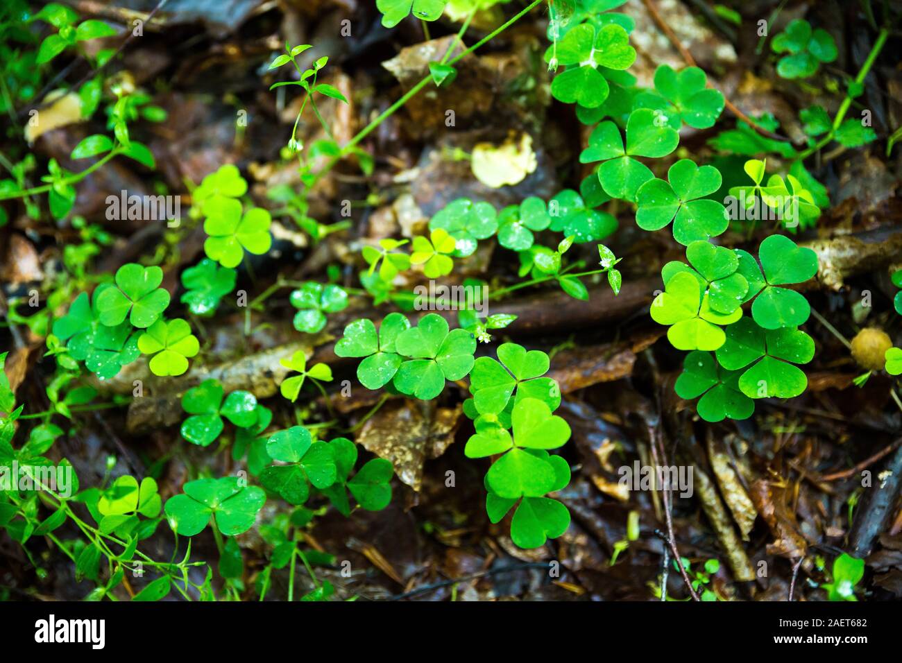 Trefoil clover hi-res stock photography and images - Alamy