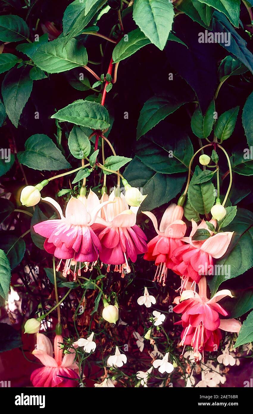 Trailing fuchsia hi-res stock photography and images - Alamy