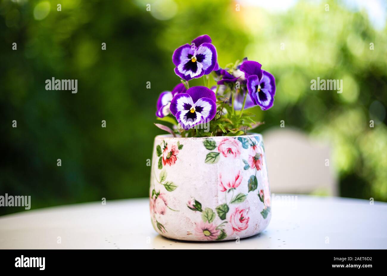 plant pot with pansy flowers in summer Stock Photo - Alamy
