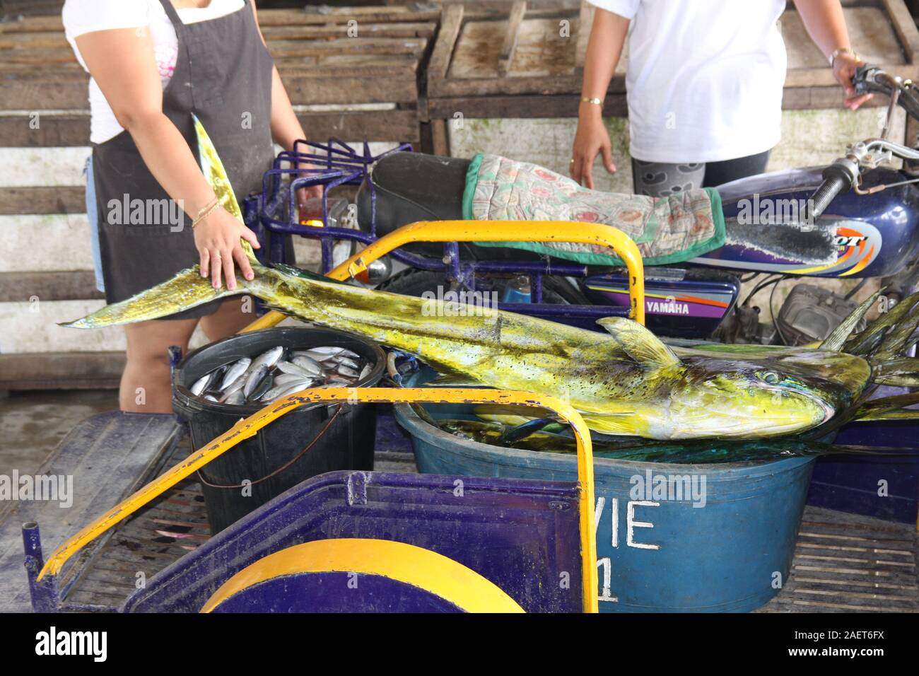 Freshly landed mahi mahi in Santa Cruz fish market, Mindoro island ...