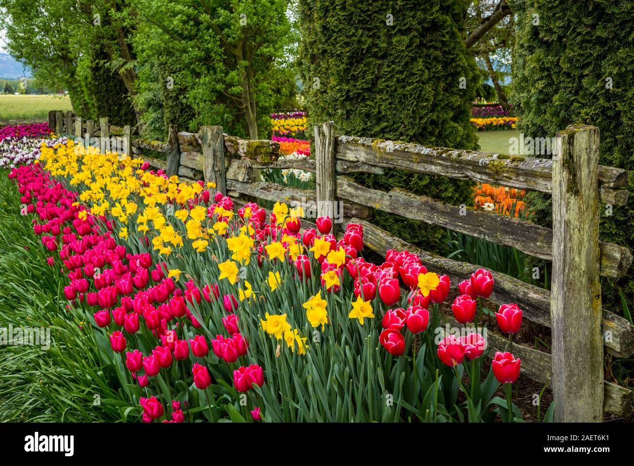 Flower beds at the Roozengaarde display gardens near Mount Vernon ...