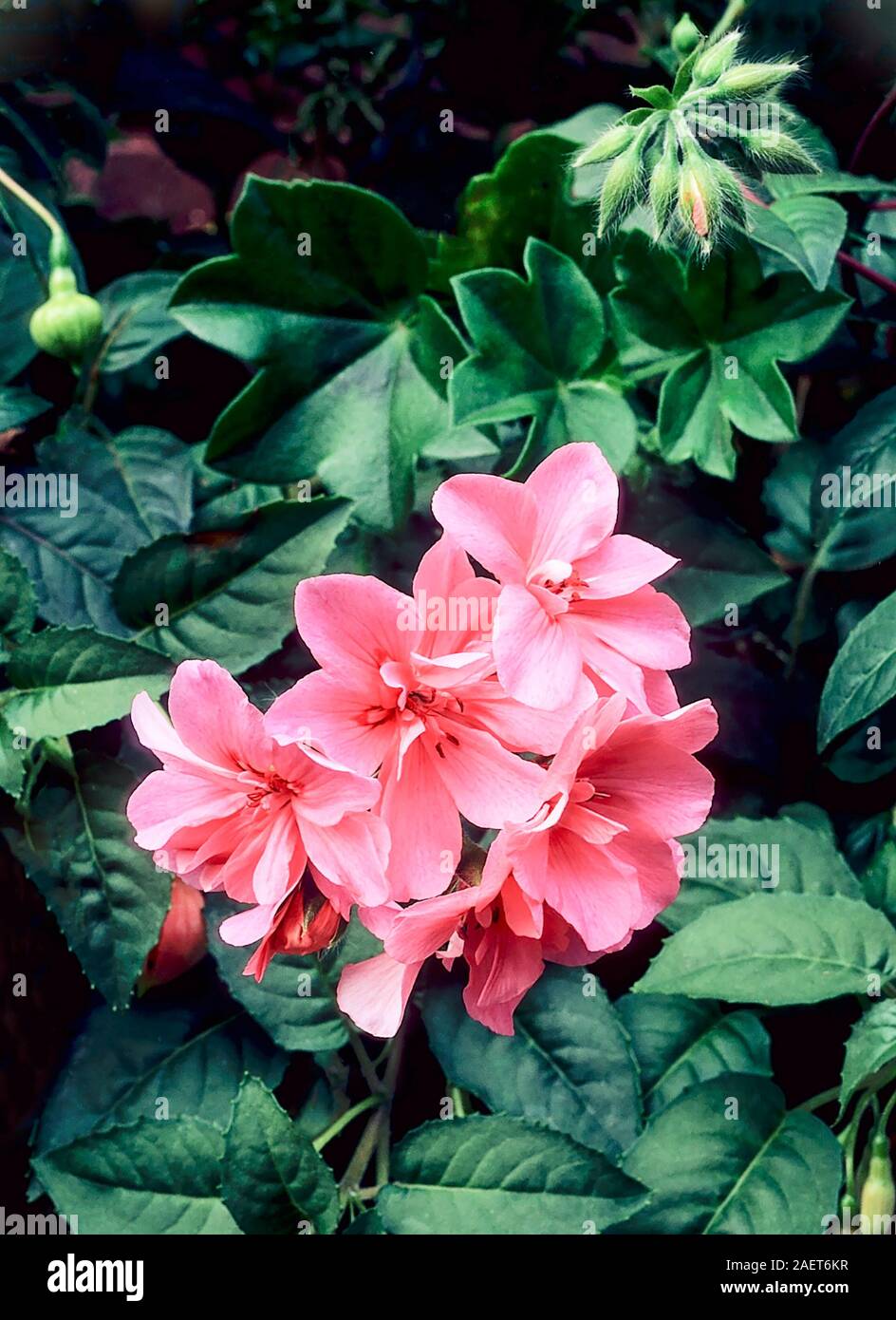 Ivy pelargonium hi-res stock photography and images - Alamy