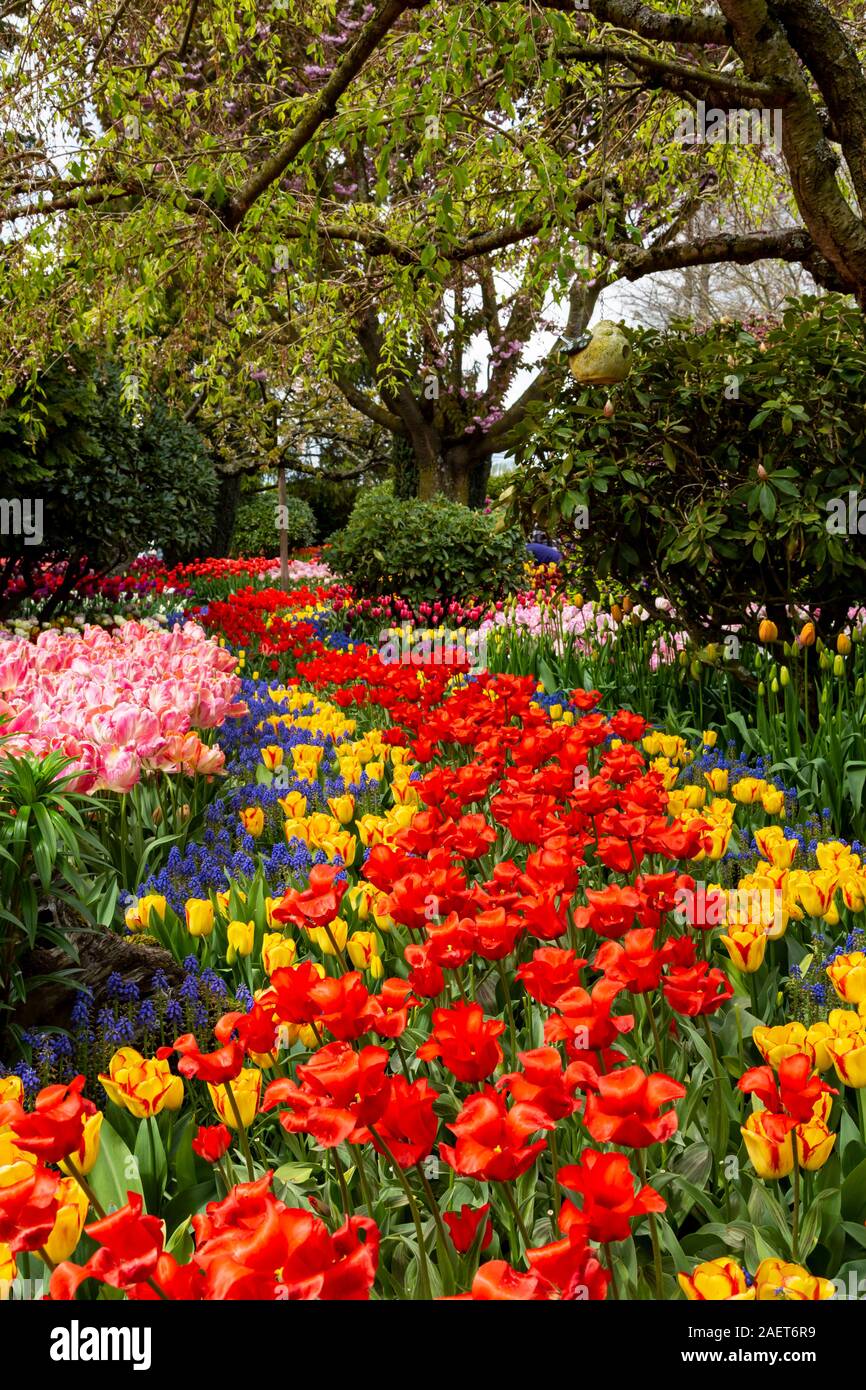 Tulip gardens at the Roozengaarde display Gardens near Mount Vernon ...