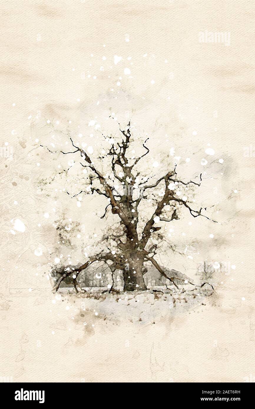 Oak Tree In Winter Drawing