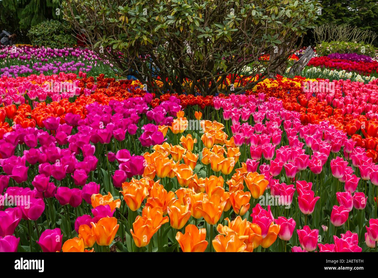 Tulip gardens at the Roozengaarde display Gardens near Mount Vernon ...