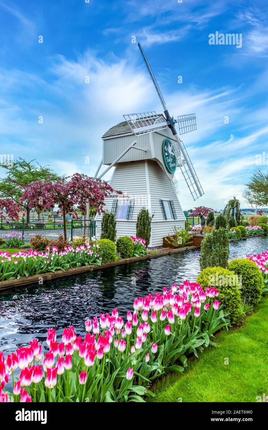 The Tulip Town windmill in the Skagit Valley, near Mount Vernon ...